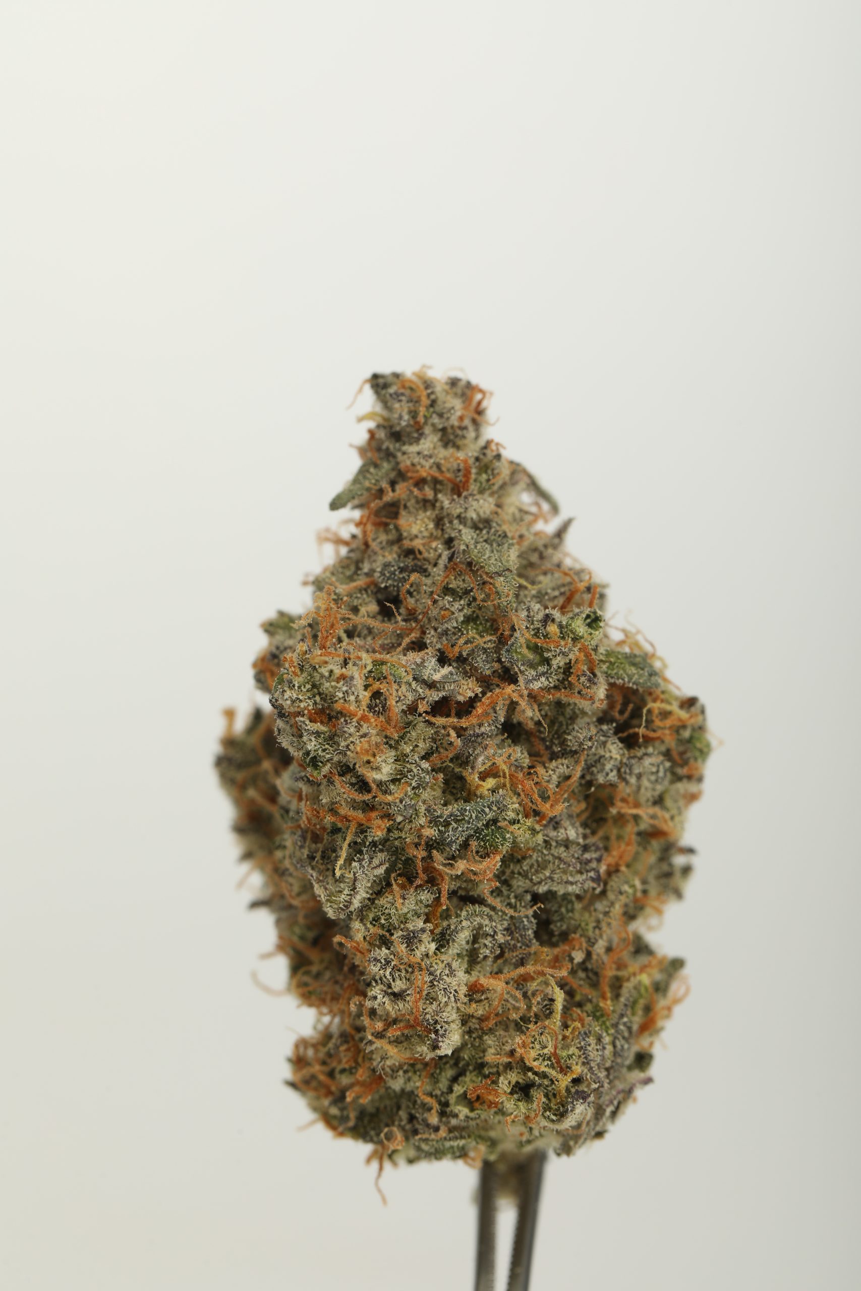 Cannabis Shows and New England Cannabis Industry Events - XpoCanna